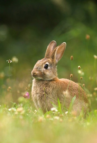 What a rabbit taught me about being an empath - Kind Earth