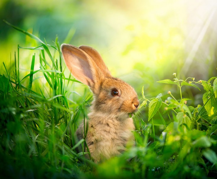 What a rabbit taught me about being an empath - Kind Earth