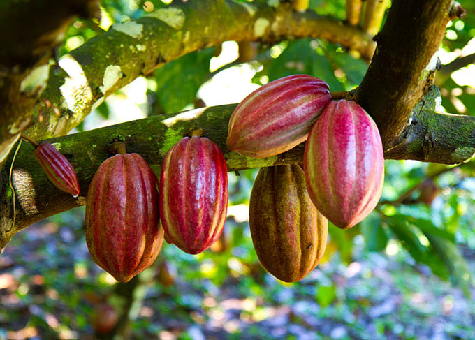 What is the difference between cacao and cocoa? - Kind Earth