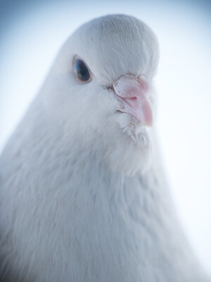 Dove Spirit Animal - messengers of the divine - Kind Earth